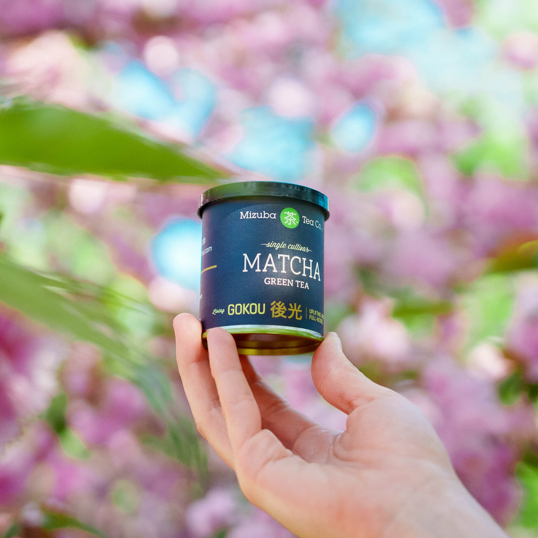 Gokou Matcha | Singular Cultivar Green Tea | Mizuba Tea Co.